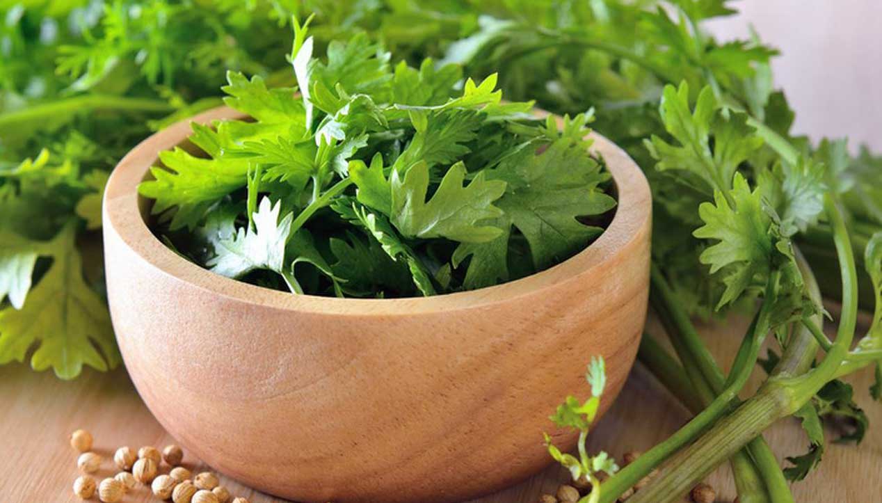 Korijander je prirodni lijek koji pomaže kod mnogih oboljenja