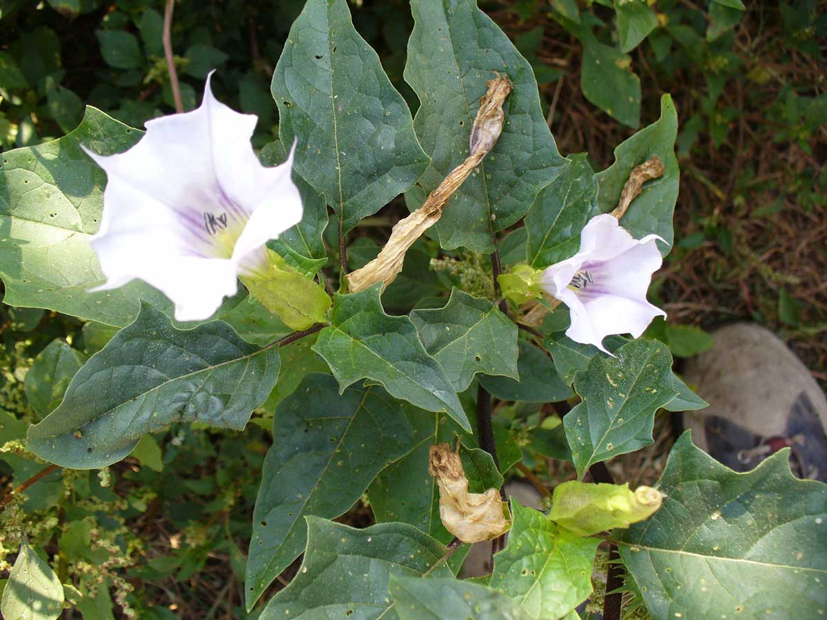 Herbarium - Kužnjak