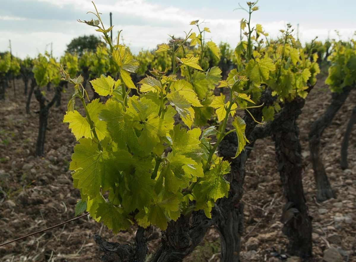 List vinove loze - Najjači prirodni lijek koji vam može olakšati muke