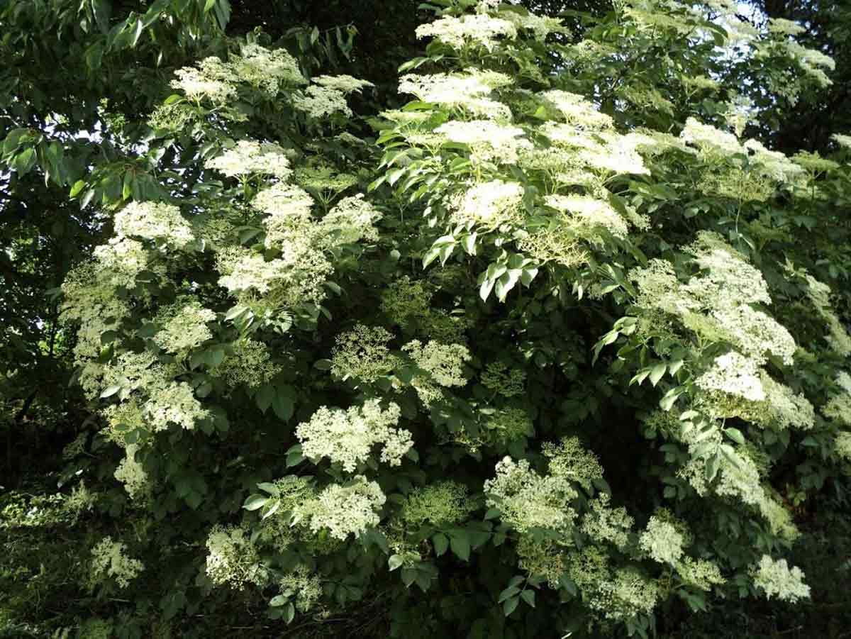 Ljekovitost zove ili bazge - Čaj od zove - Recept za ukusni sirup od zove