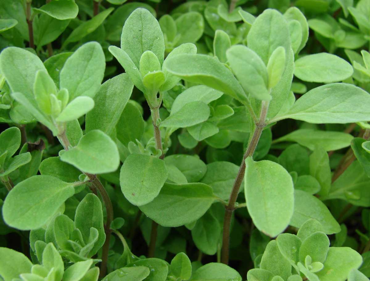 Majoran, mažuran ili origano neizostavni začin koji postaje lijek