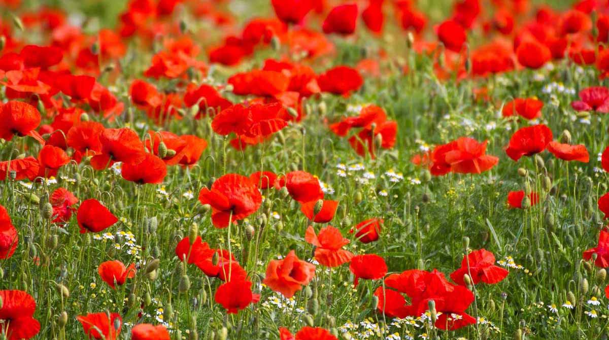 Herbarium - Mak divlji ili Turčinak