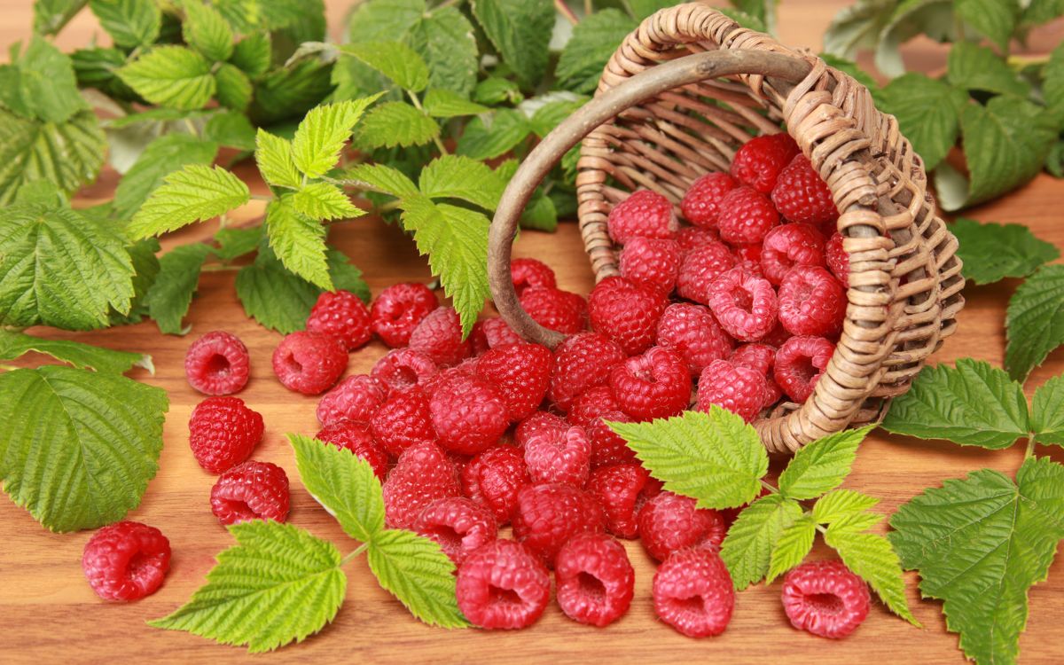 Kako iskoristiti maline kao prirodni lijek za zdravlje i ljepotu Kako iskoristiti maline kao prirodni lijek za zdravlje i ljepotu