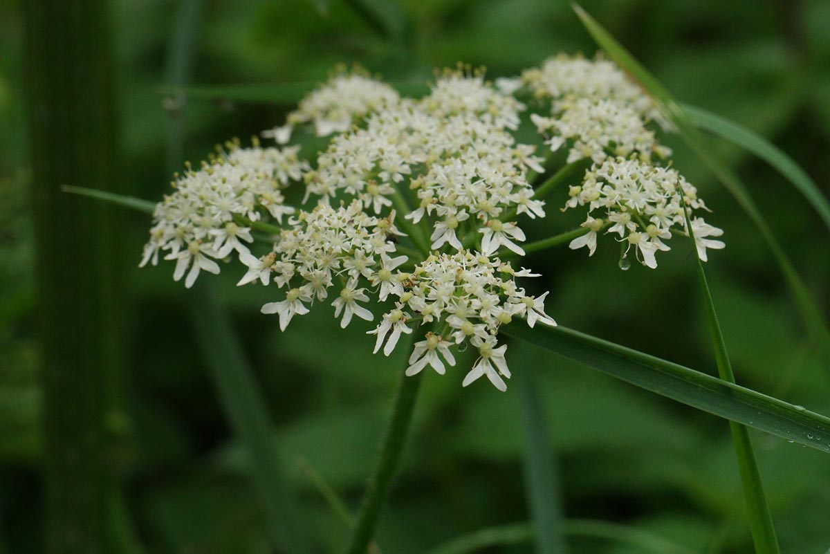 Herbarium - Mečja šapa
