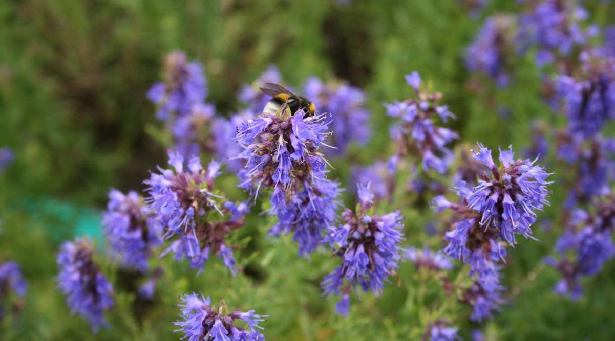 Miloduh biljka kao lijek za bolesti pluća i oporavak nakon moždanog udara