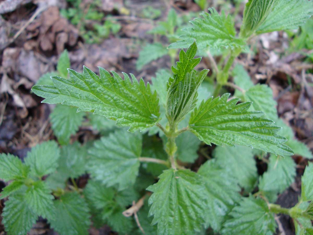 Mlada kopriva kraljica proljeća - evo i popisa šta sve liječi