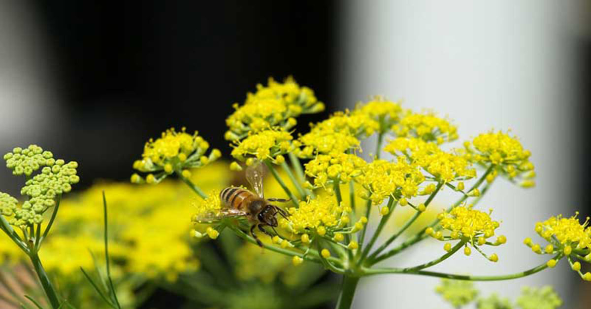 Morač biljka kao lijek za probavu, srce, za jačanje apetita i imuniteta