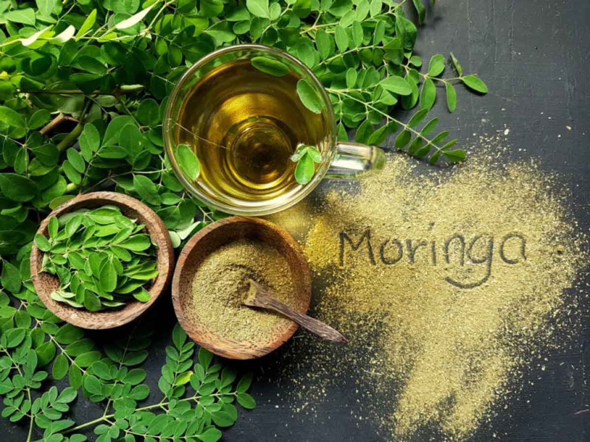 Moringa biljka opravdano nosi ime zeleno zlato - Šta liječi moringa prah