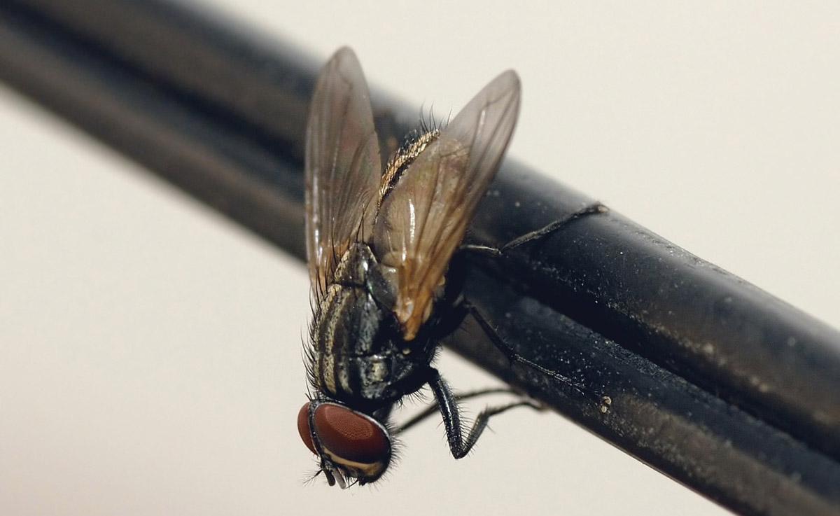 Kako rastjerati muhe?