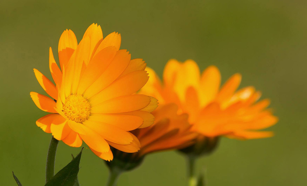 Ljekoviti neven radi čuda za crijeva, kožu, žuč i jetru - Nevenovo ulje ...