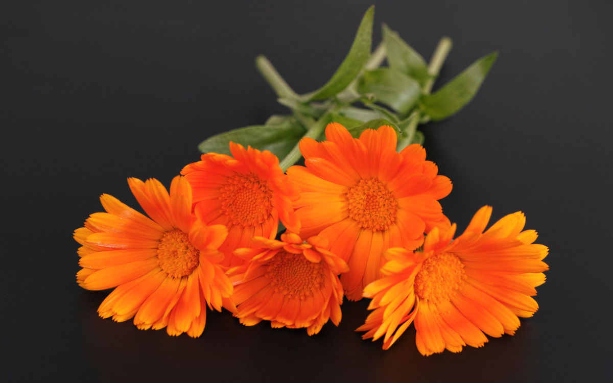 Magična i ljekovita biljka neven za šta je dobra i kako se koristi?