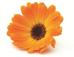 Naslovna • Narodni Lijek