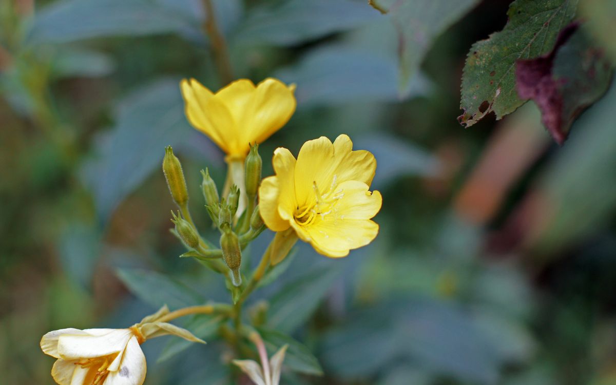 Noćurak biljka i njena ljekovitost