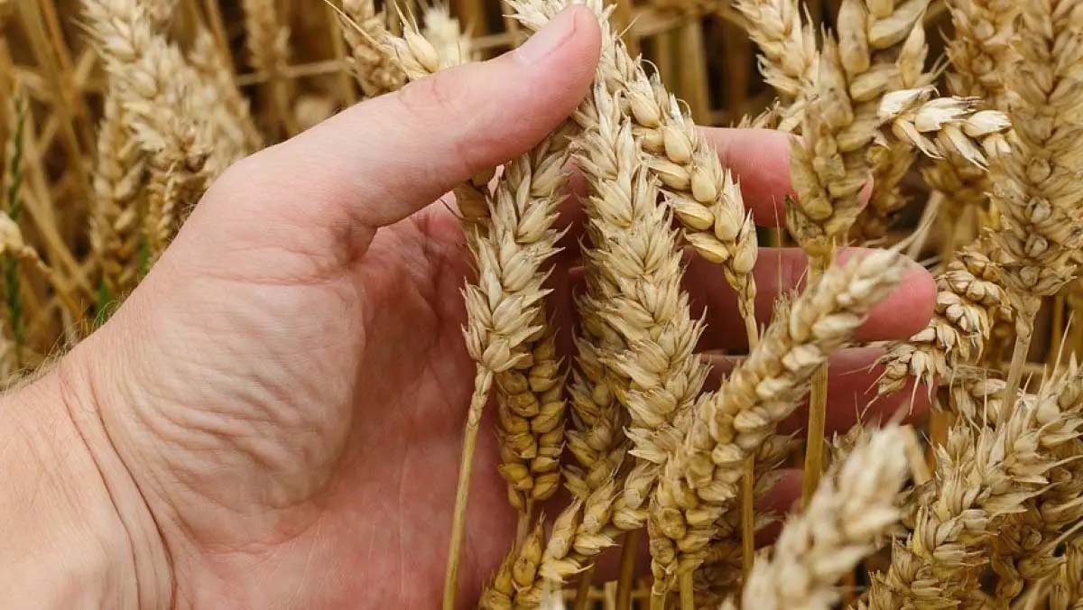 Jednostavan recept - Obloge od mekinja koristite kao lijek za...