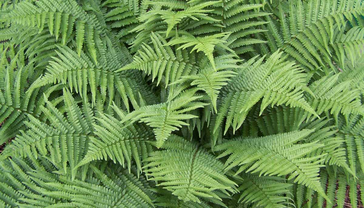 Herbarium - Paprat obična