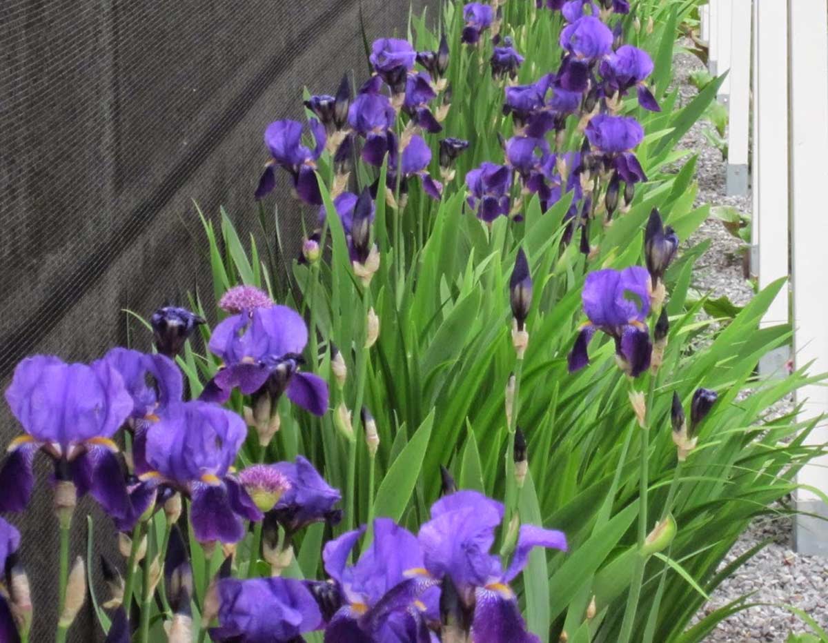 Herbarium - Perunika