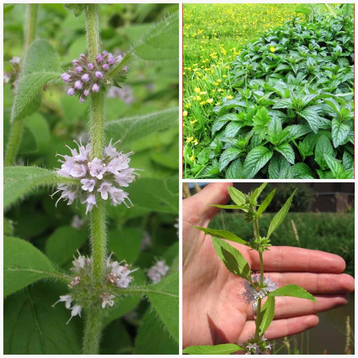 Crvena menta - Mirisna, ljekovita i veoma poželjna biljka