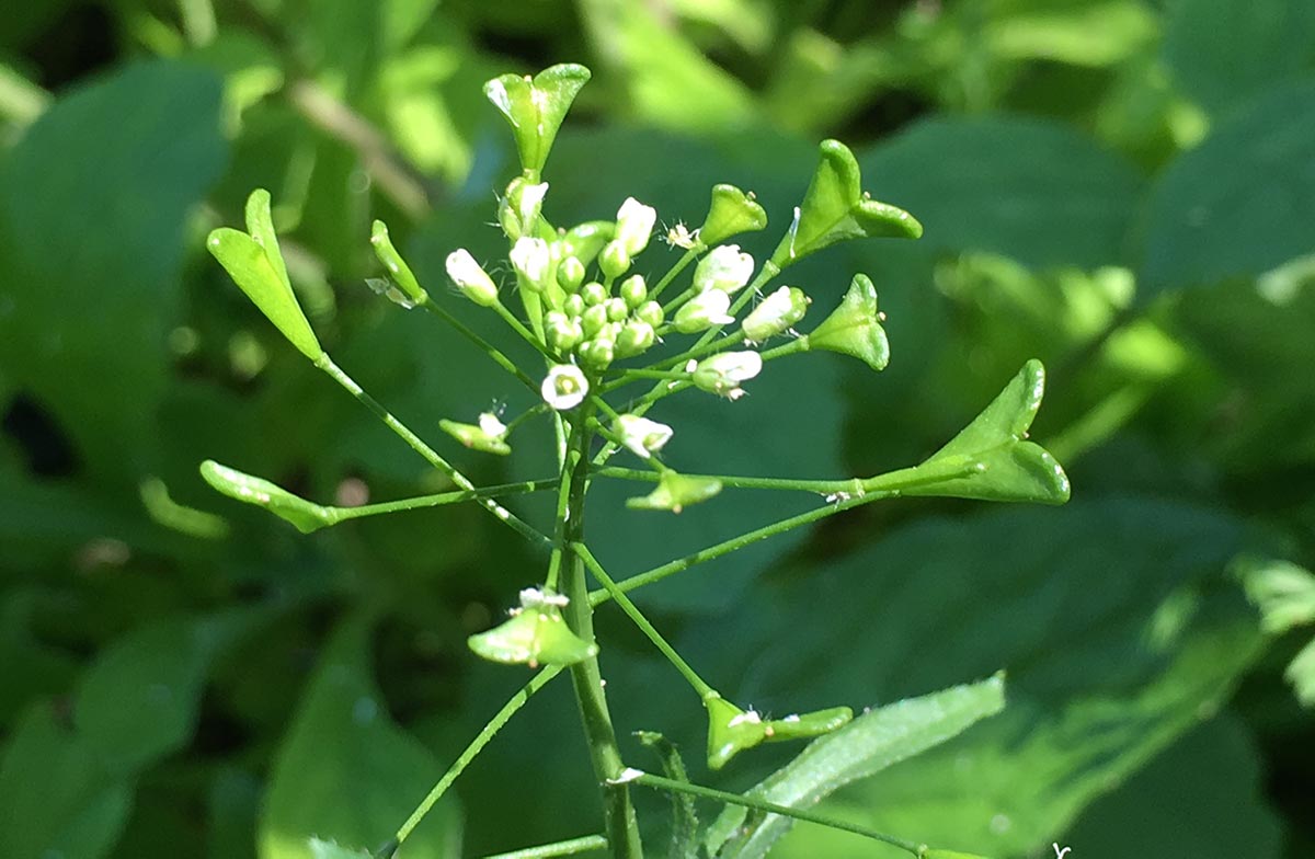 Prava rusomača - Ljekovita svojstva Rusomače ili Pastirske torbice