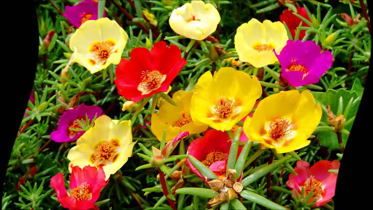 Prkos cvijeće uspijeva baš svima, prkosi svim vremenskim uslovim