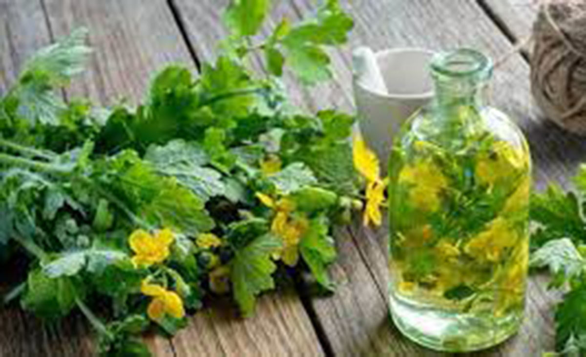 Tinktura od rosopasa provjereni lijek koji briše svaku bradavicu - Recept