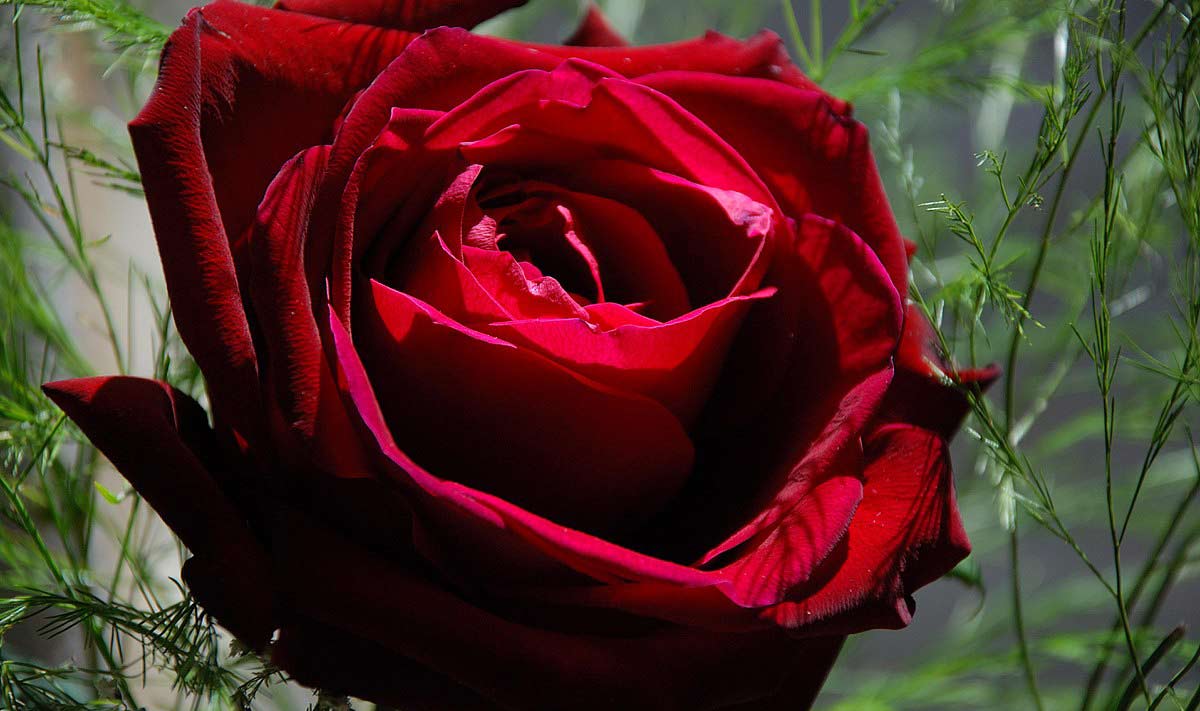 Ljekovita svojstva biljke Ruža