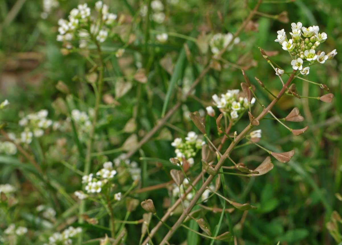 Rusomača biljka - lijek za unutarnje i vanjsko krvarenje