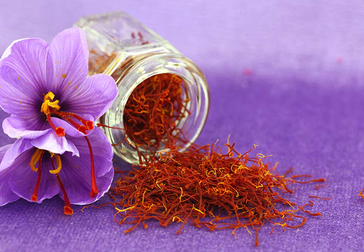 Šafran biljka - Ljekovita svojstva najskupljeg začina na svijetu