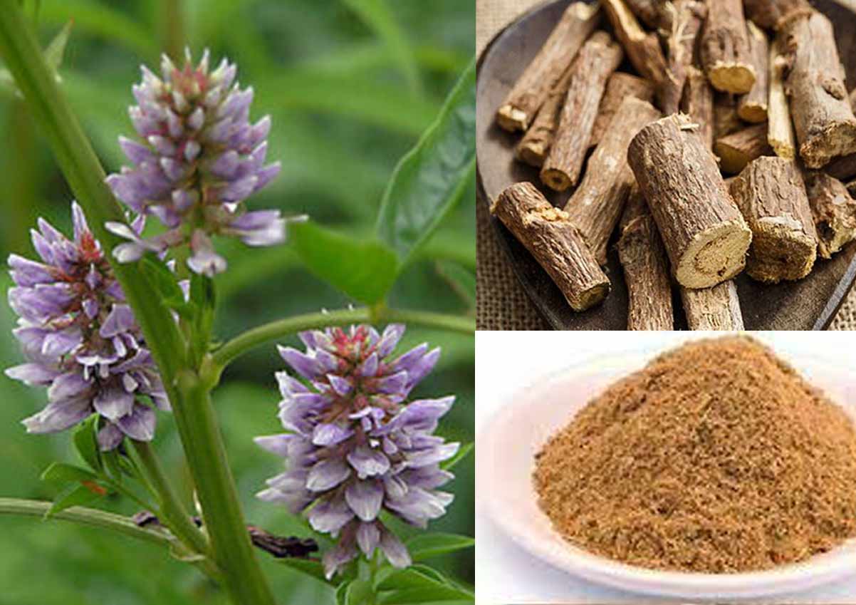 Sladić je vrlo djelotvorna biljka, a lista bolesti koje liječi je duga