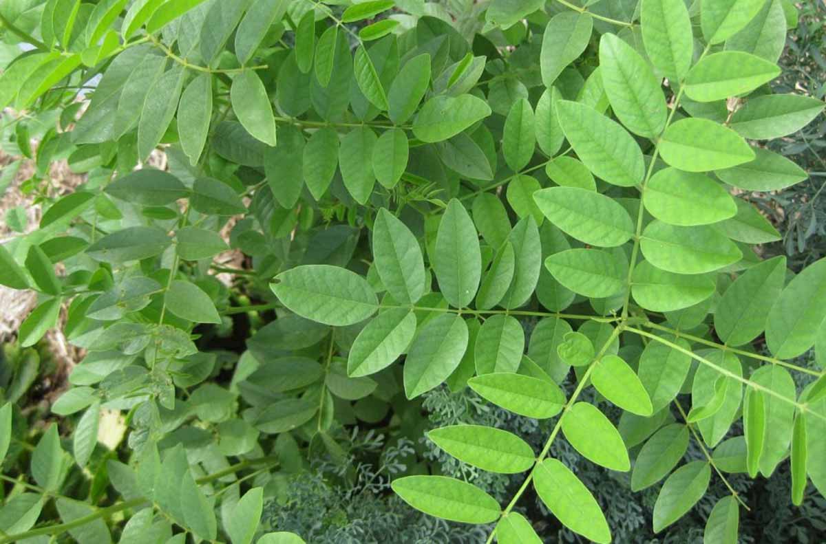 Herbarium - Slatki korijen