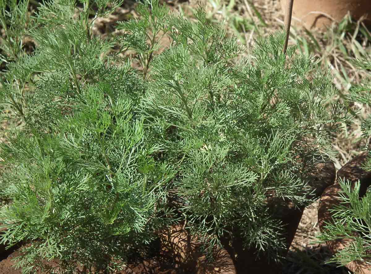 Slatki pelin najbolji lijek protiv svih virusa i bakterija