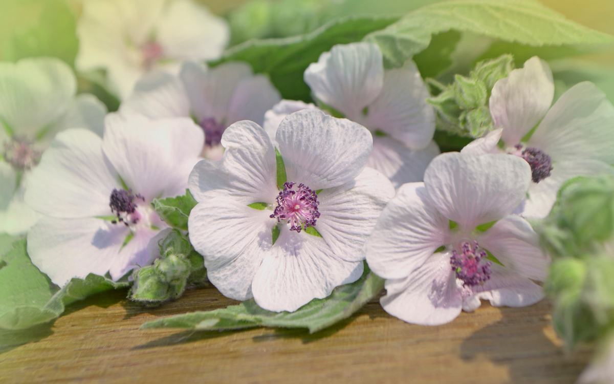 Kako se koristi bijeli sljez za kašalj i iskašljavanje?