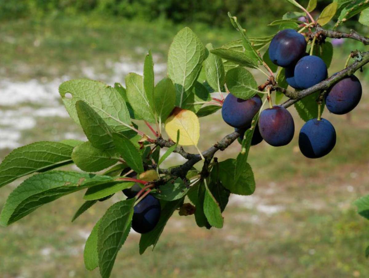 Herbarium – Šljiva bistrica