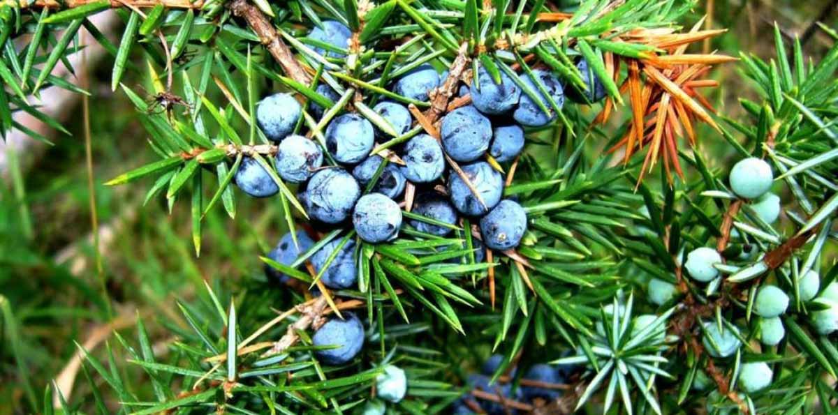 Sok od smreke najjači prirodni lijek za šećernu bolest i pretilost