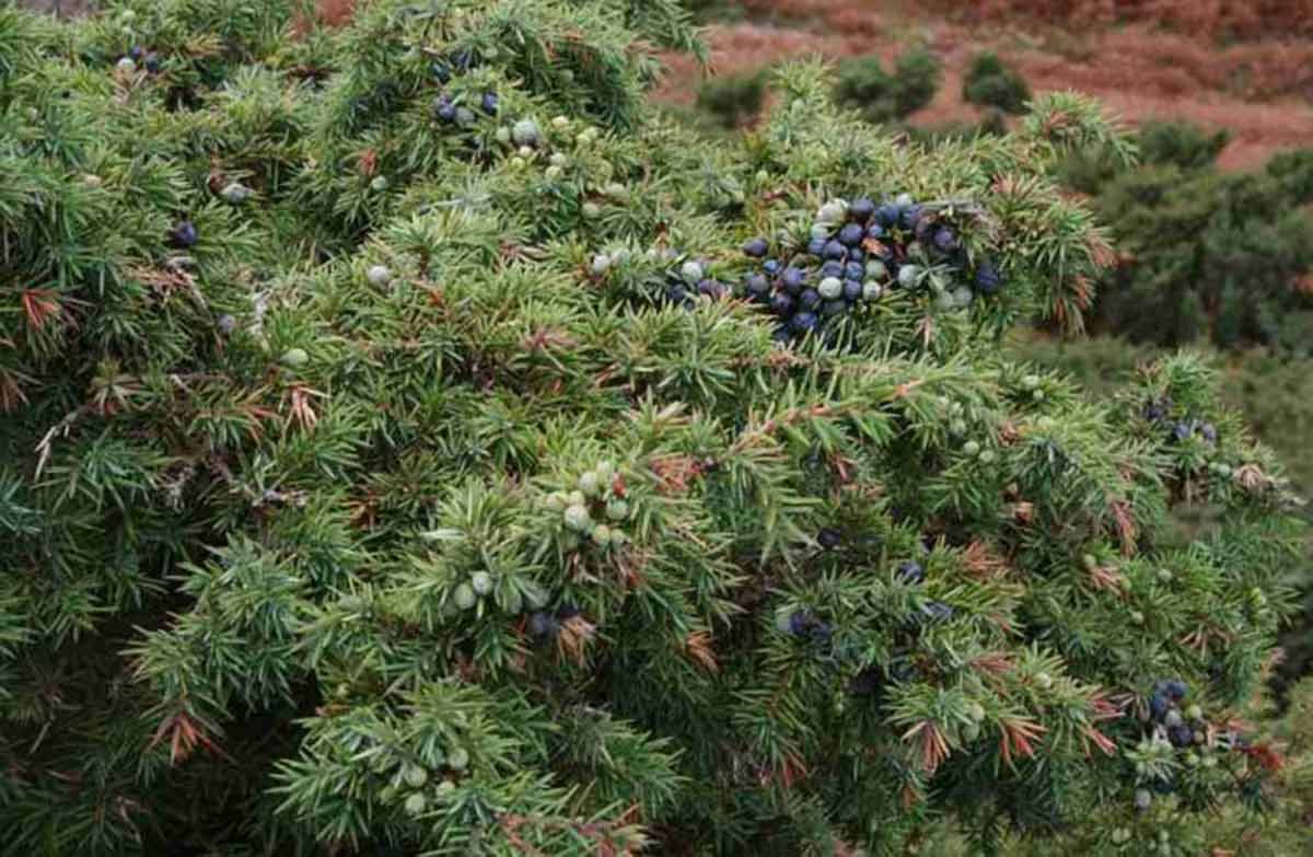 Smreka - Borovica ljekovita svojstva - Prirodni lijek