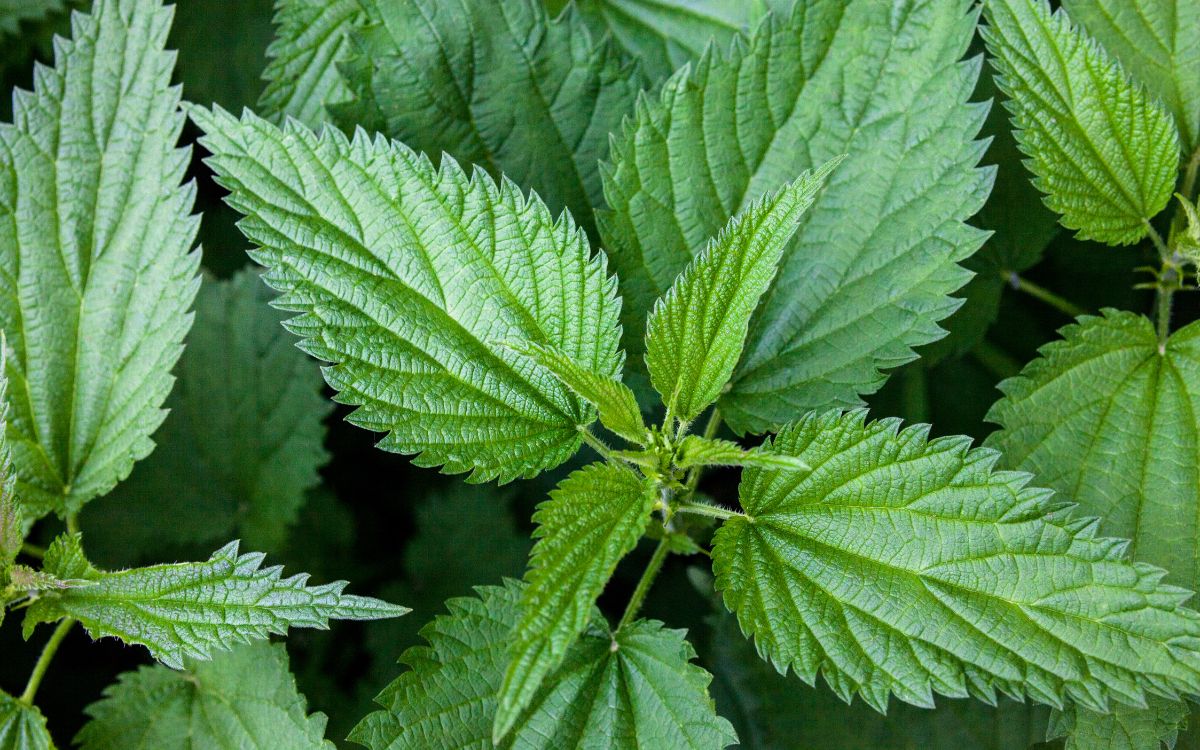 Sok od koprive posebno koristan za žene, evo i zašto