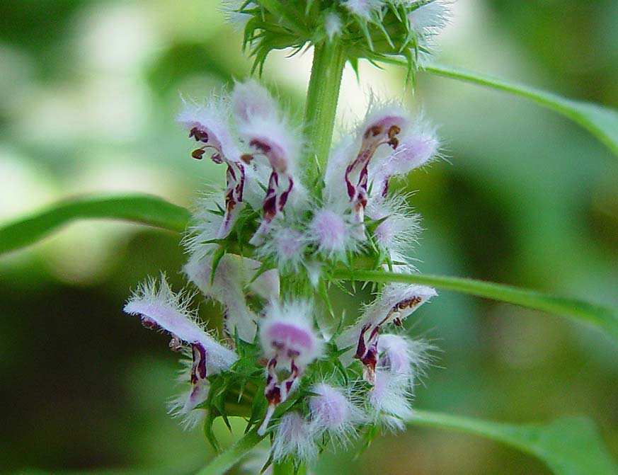 Herbarium - Srdačica