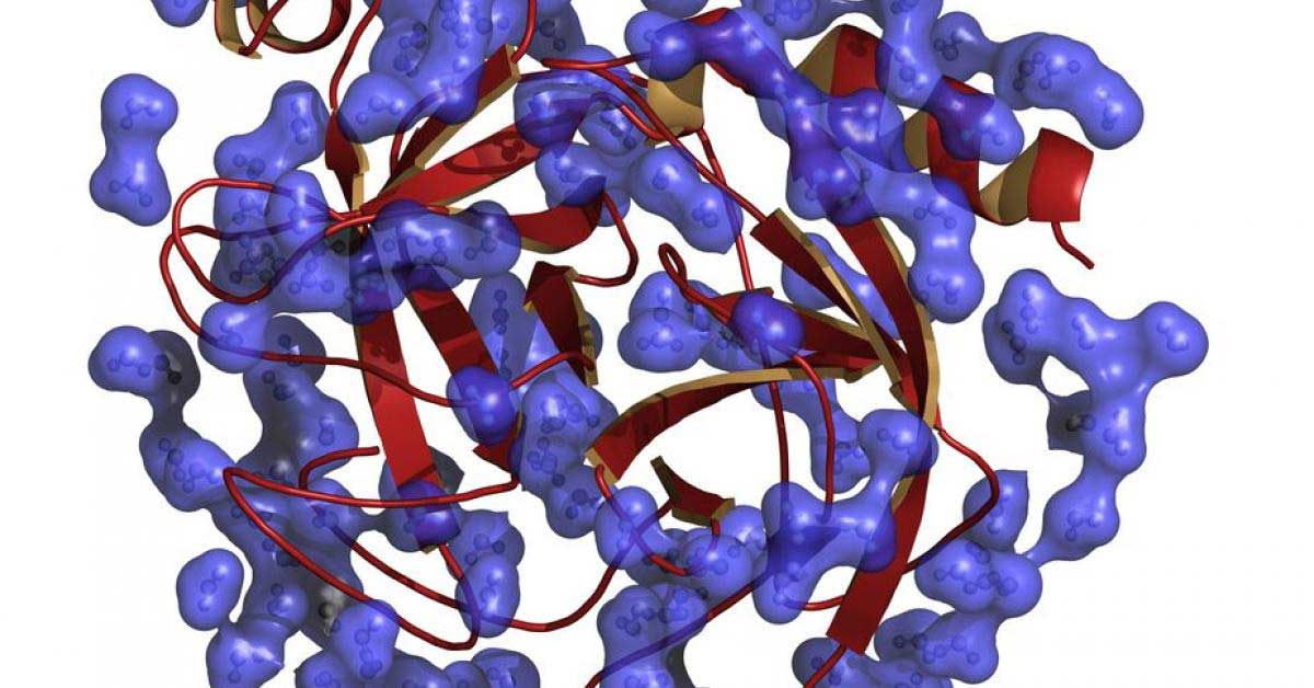 Šta su enzimi, vrste enzima i gdje se nalaze u hrani