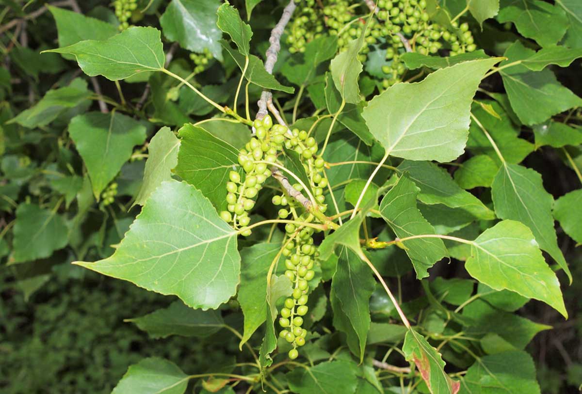 Herbarium - Topola Crna