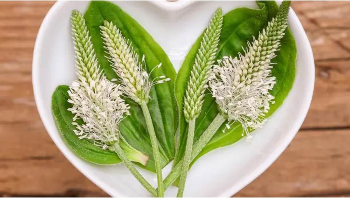 Trputac biljka jaki prirodni antibiotik za djecu i odrasle