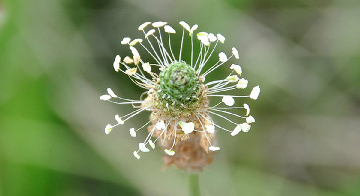 Trputac kao lijek liječe različite bolesti i koristi se protiv pušenja