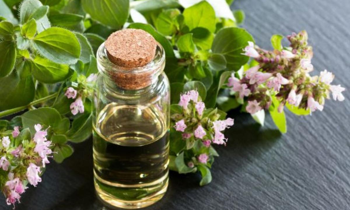 Ulje divljeg origana - Ljekovita svojstva prirodnog antibiotika