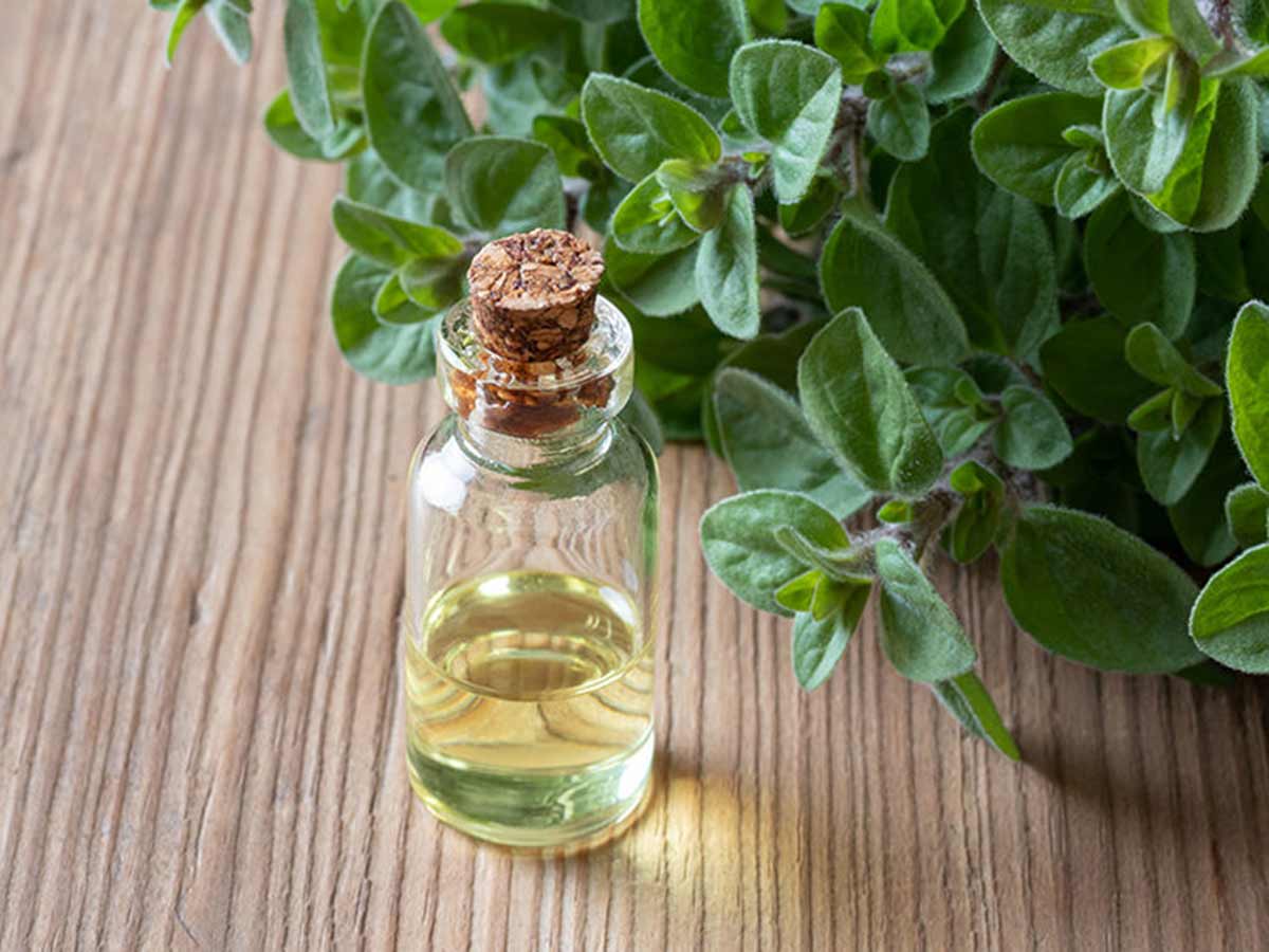 Ulje origana za šta je dobro i kako se upotrebljava