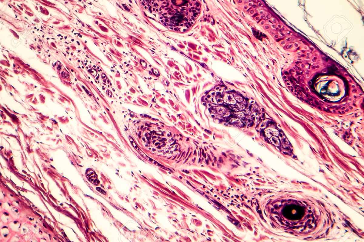 Građa vezivnog tkiva