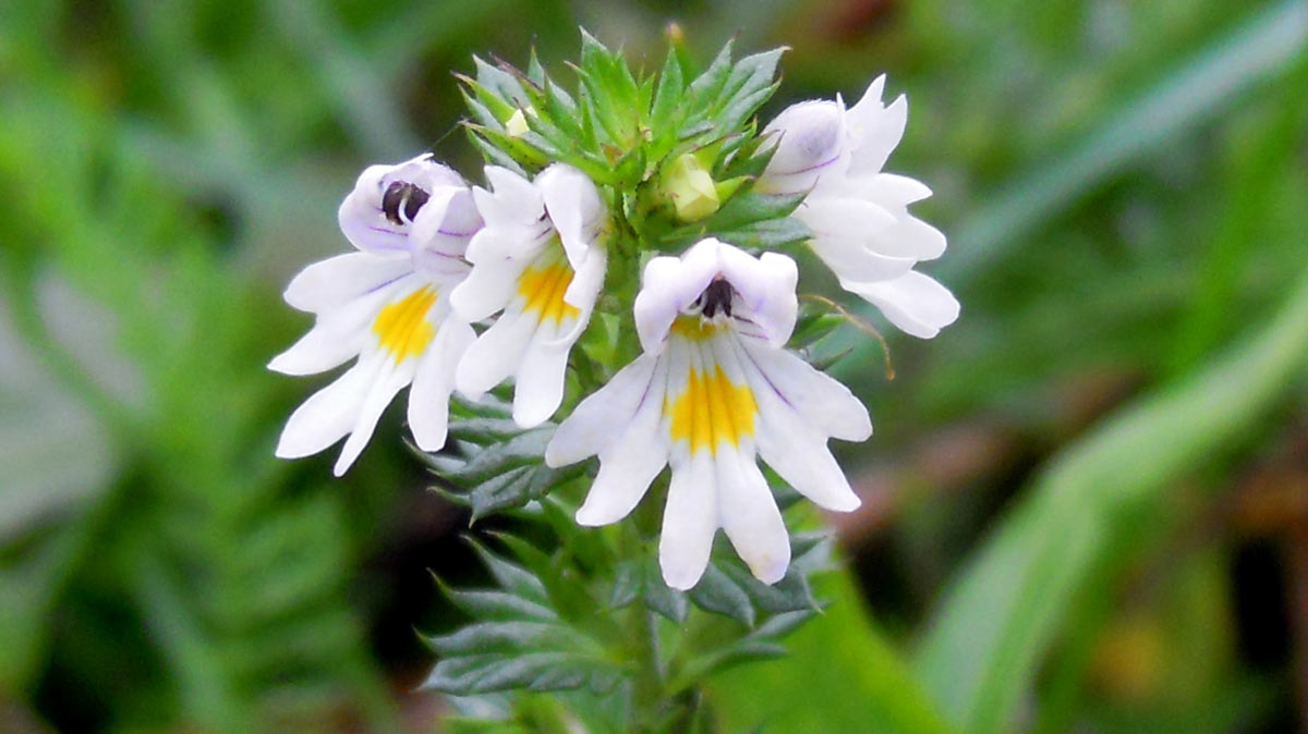 Vidac - Ljekovita svojstva biljke koja riješava sve ozbiljne očne probleme