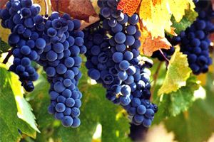Ljekovita svojstva vinove loze