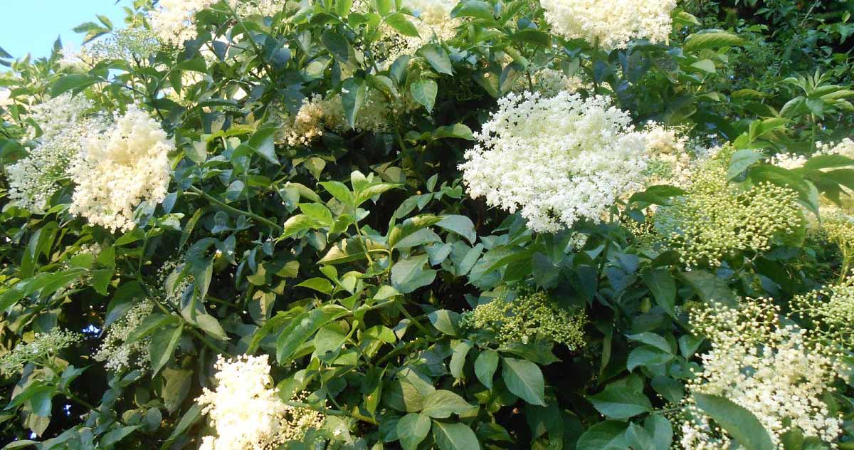 Zova ljekovita svojstva - ublažava simptome prehlade i alegrije